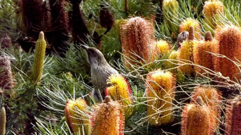 Glorious banksias, perfectly sized for your garden | Australian Plants ...
