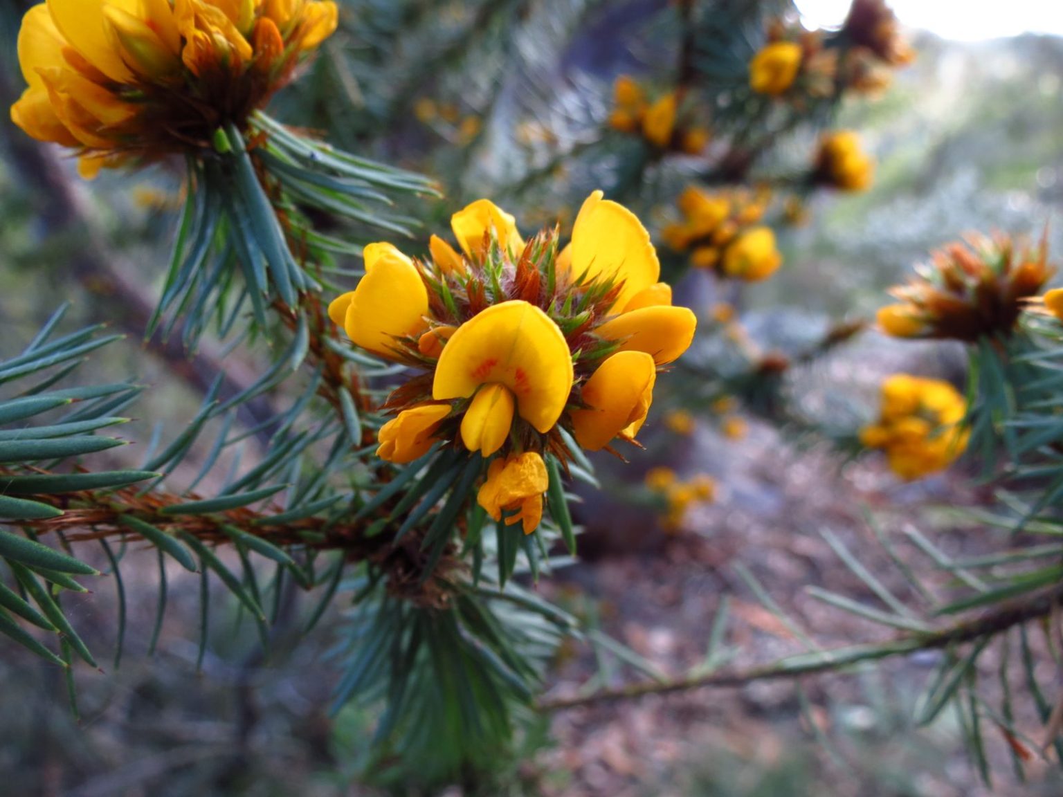 Pultenaea stipularis | Australian Plants Society
