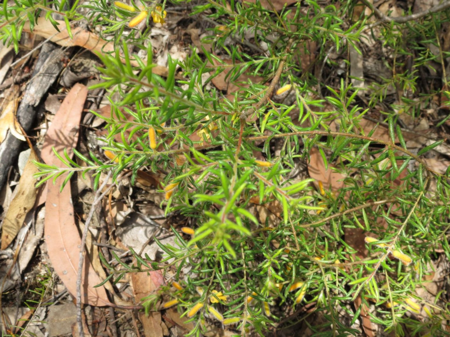 Persoonia hirsuta (Image: Dan Clarke) | Australian Plants Society