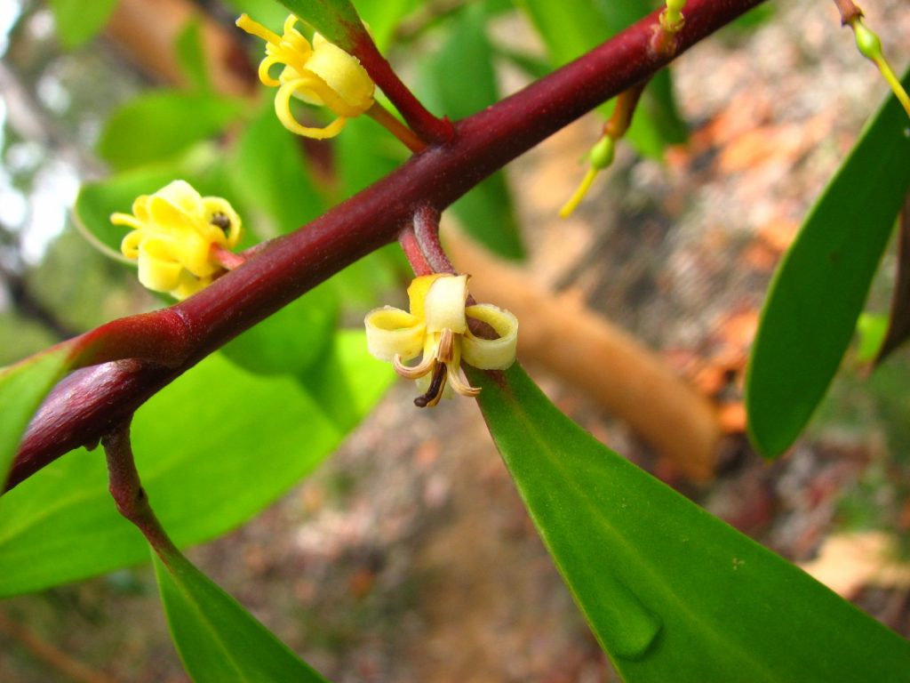 Persoonia levis | Australian Plants Society