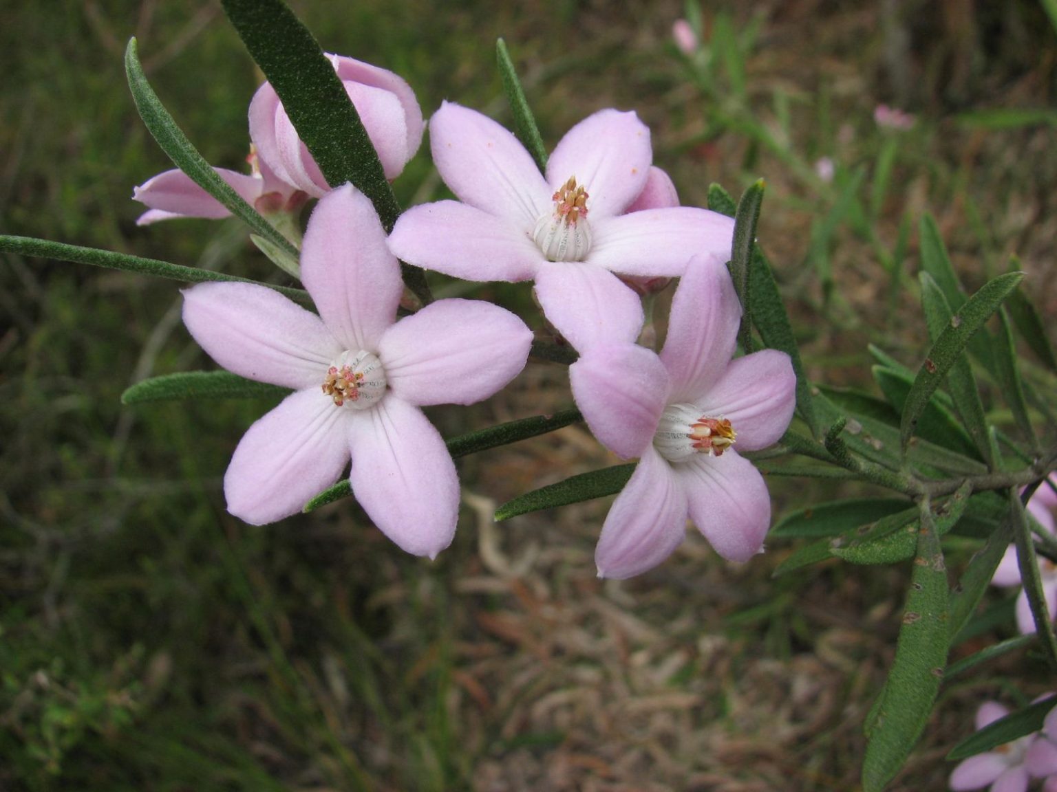 Eriostemon australasius | Australian Plants Society