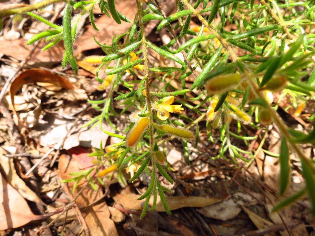 Persoonia hirsuta (Image: Dan Clarke) | Australian Plants Society