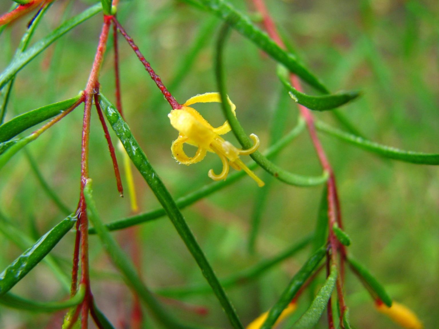 Persoonia nutans (Image: Dan Clarke) | Australian Plants Society