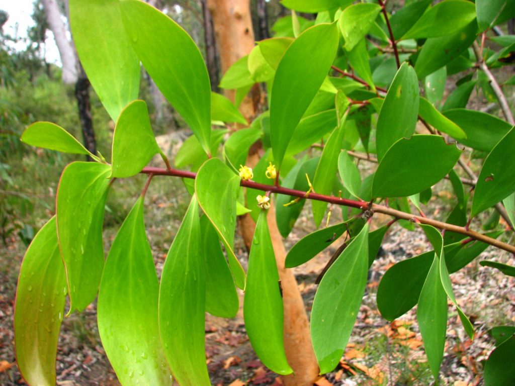Persoonia levis | Australian Plants Society