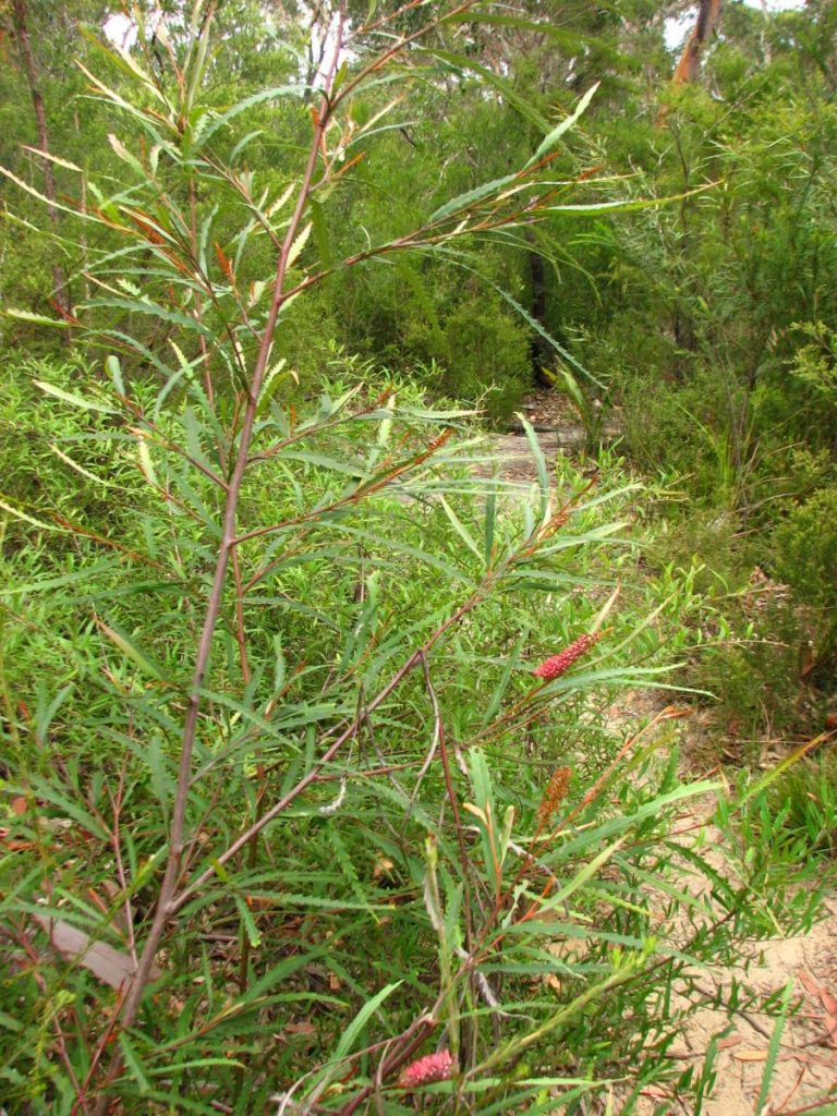 Grevillea longifolia | Australian Plants Society
