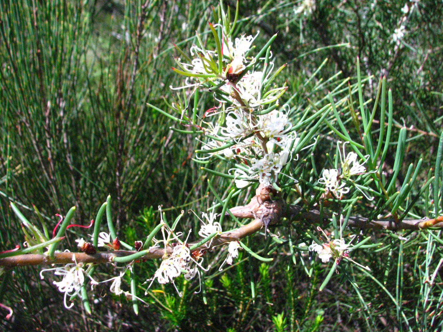 Hakea teretifolia | Australian Plants Society