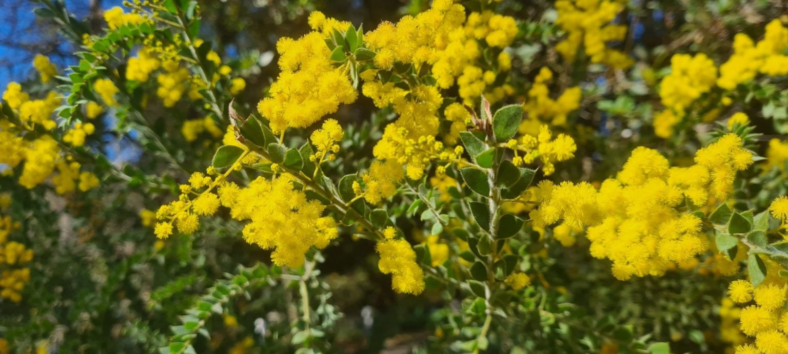 Identifying native plants | Australian Plants Society