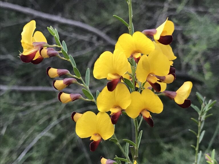 Pea flowers of the Georges River National Park | Australian Plants Society
