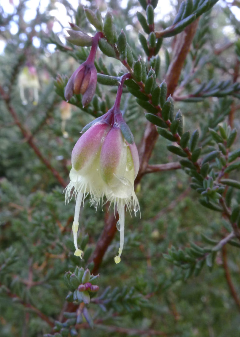 26. Homoranthus darwinoides | Australian Plants Society