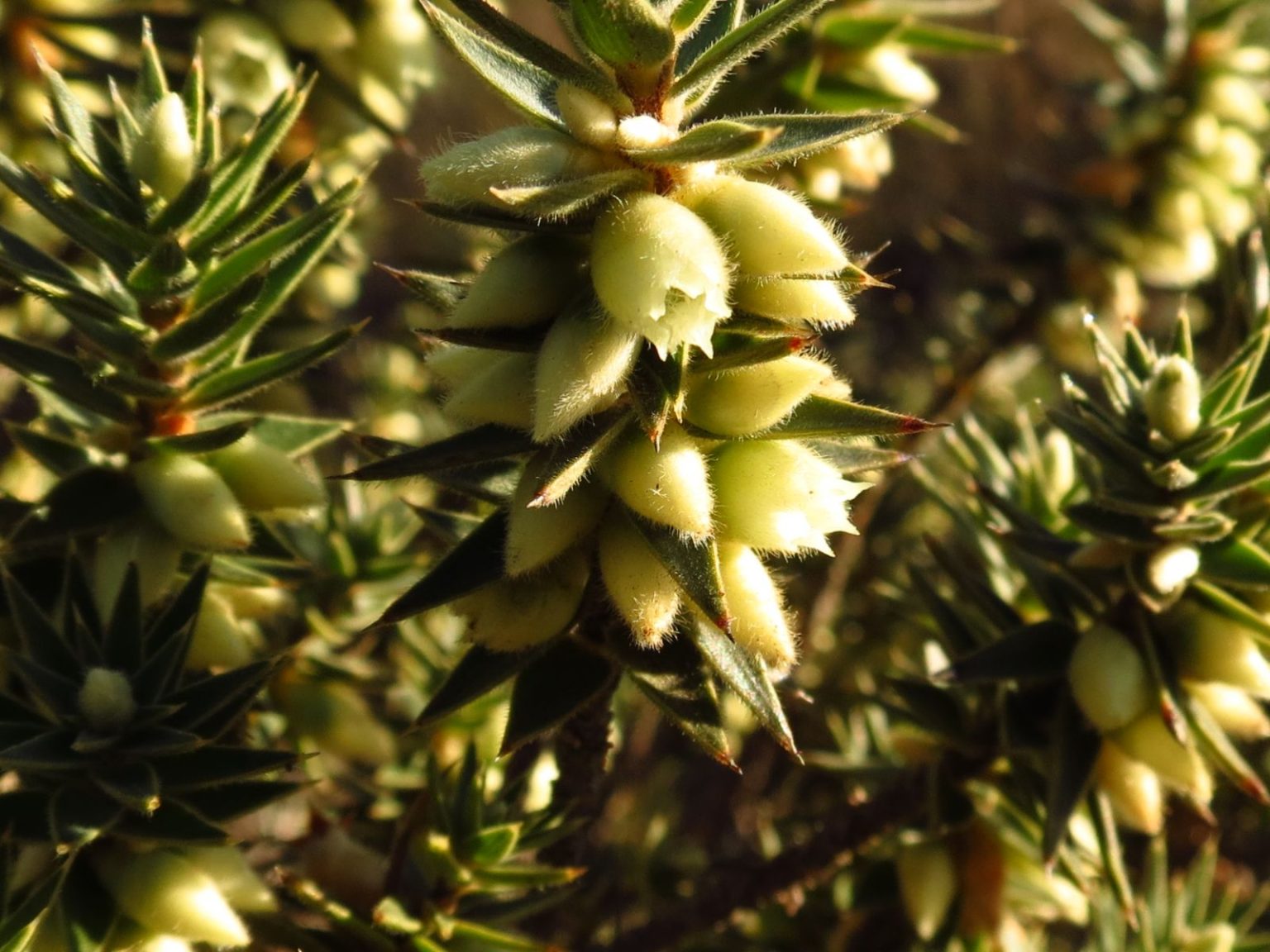 Melichrus urceolatus | Australian Plants Society