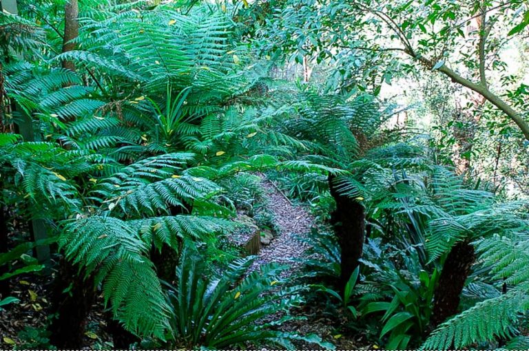 Growing native ferns in a shaded garden | Australian Plants Society