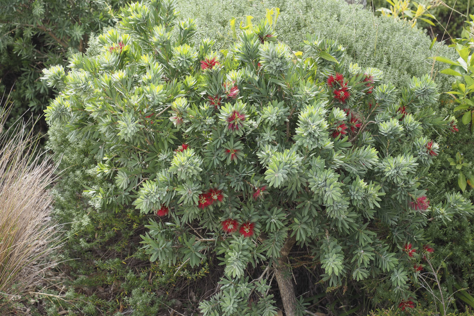 I love a sunburnt country…but wish it would rain! | Australian Plants ...