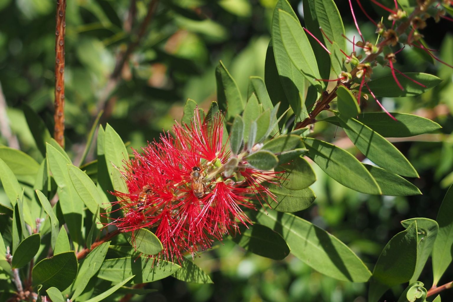 Callistemon citrinus | Australian Plants Society