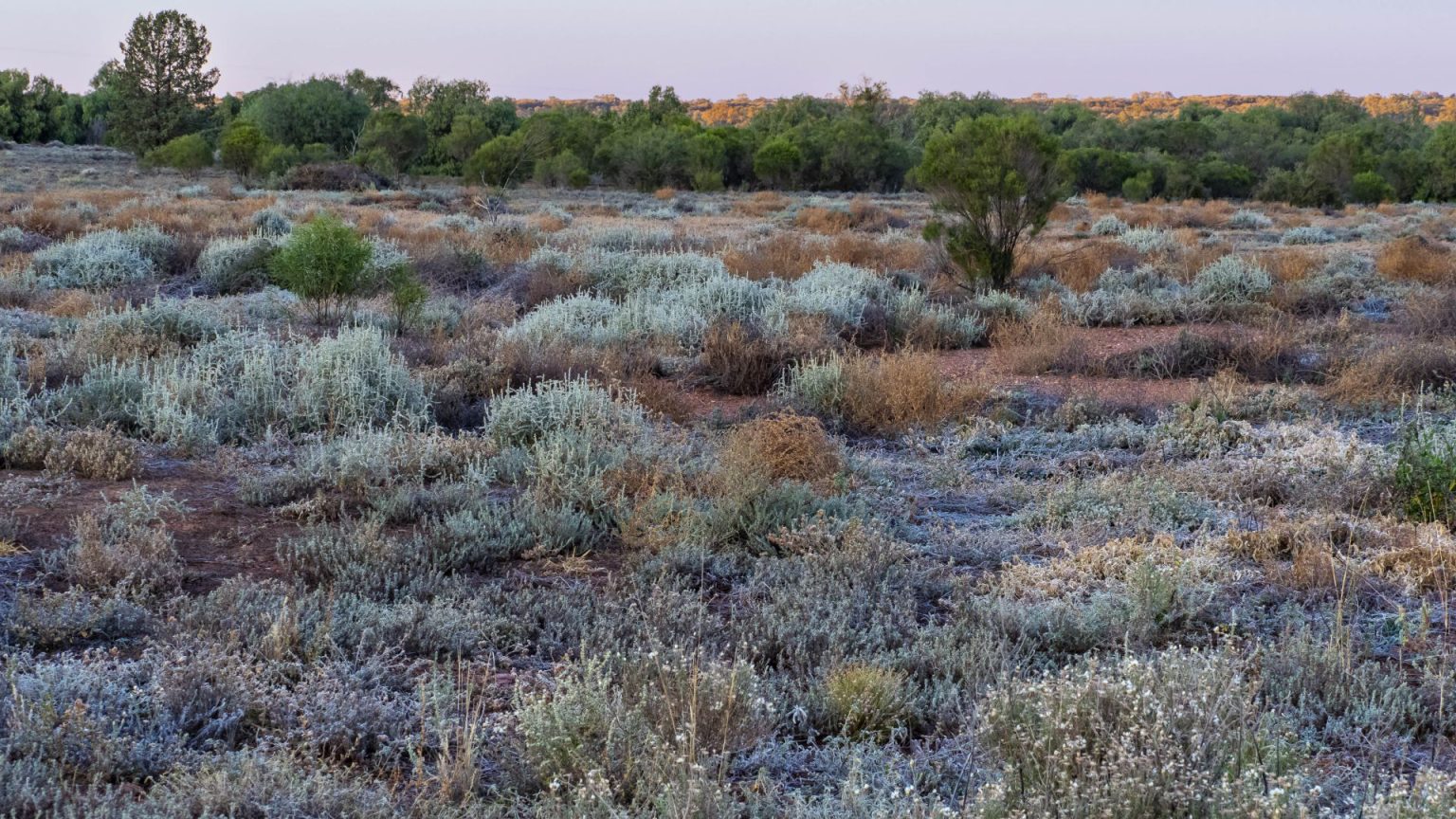Exploring ephemeral arid plants of NSW | Australian Plants Society