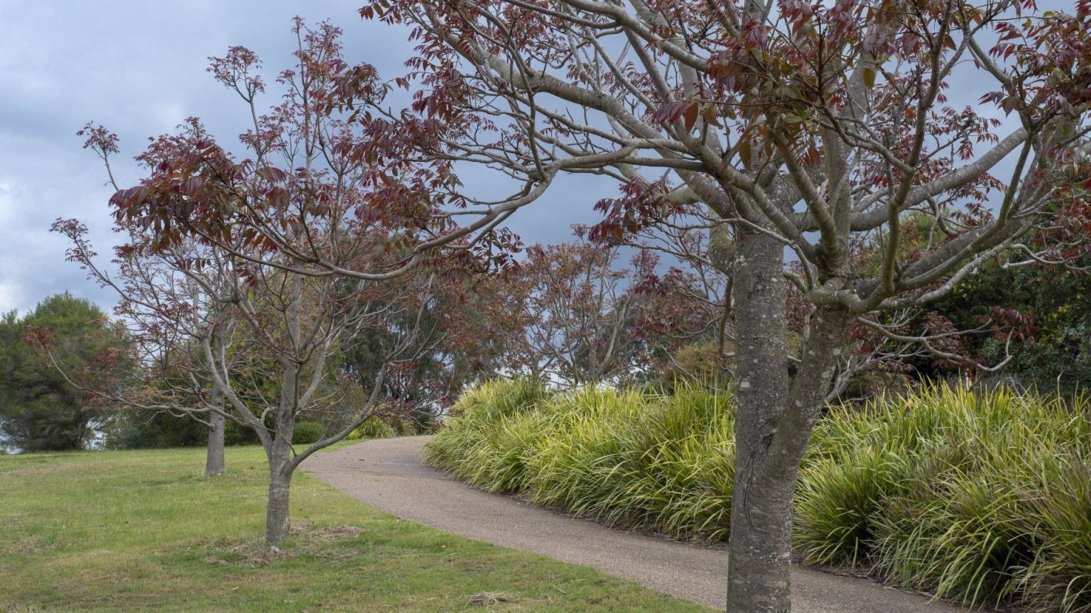 6. Toona ciliata, Red Cedar, and Lomandra hystrix P8250067 | Australian ...