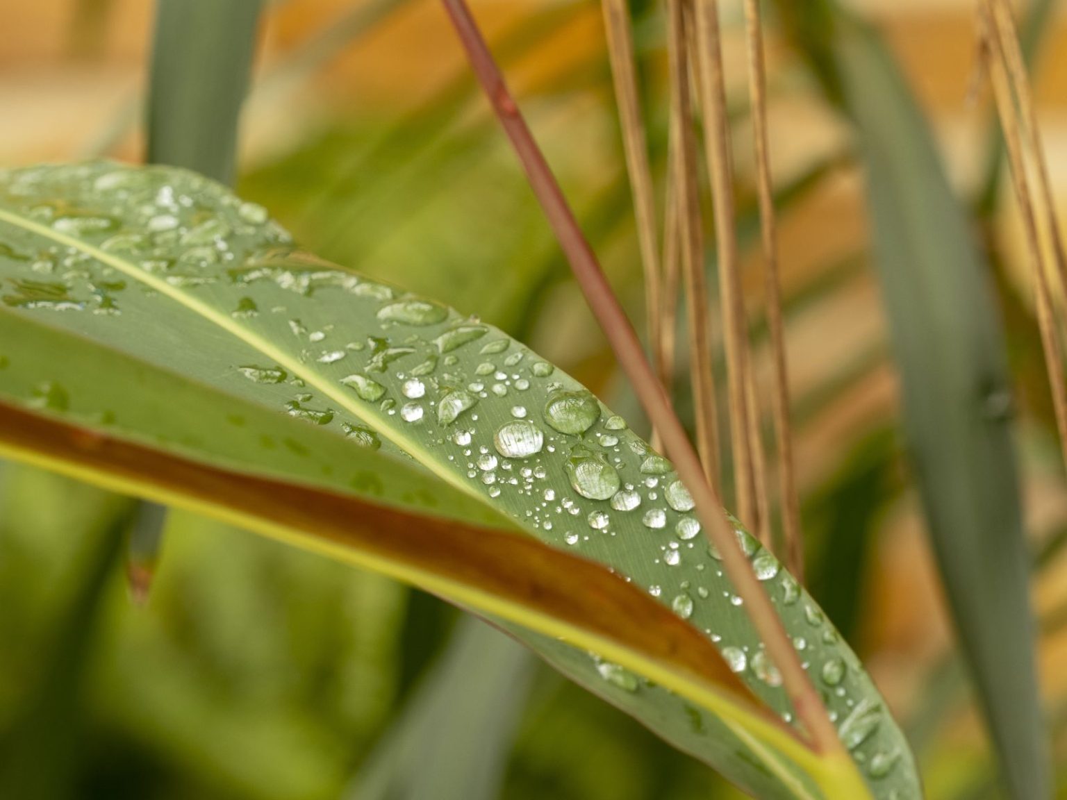 Grasses and clumping plants | Australian Plants Society