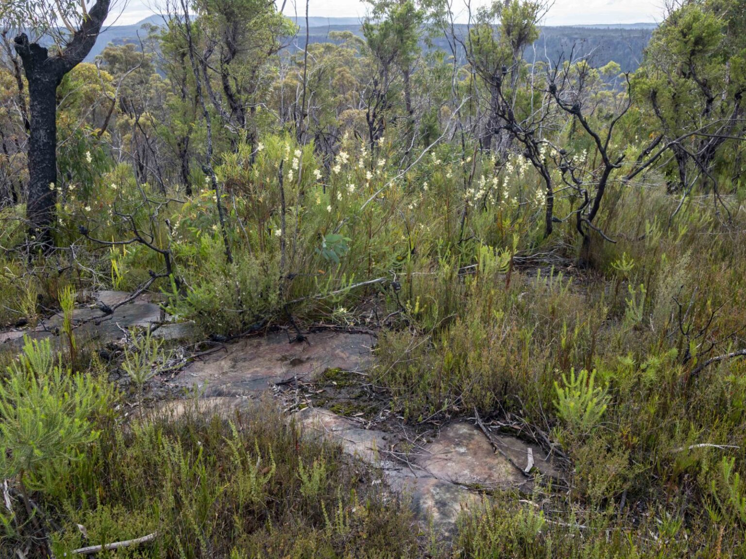 Mount Bushwalker Track – a must see on the south coast | Australian ...