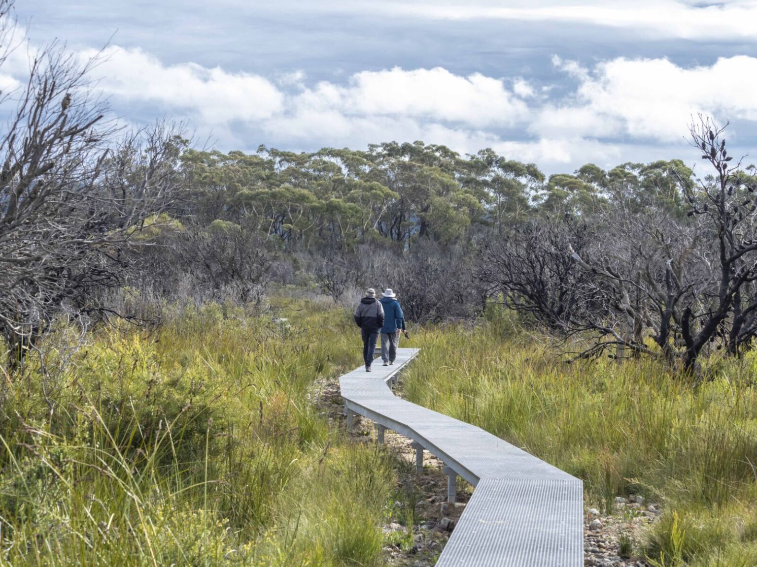 Mount Bushwalker Track – a must see on the south coast | Australian ...