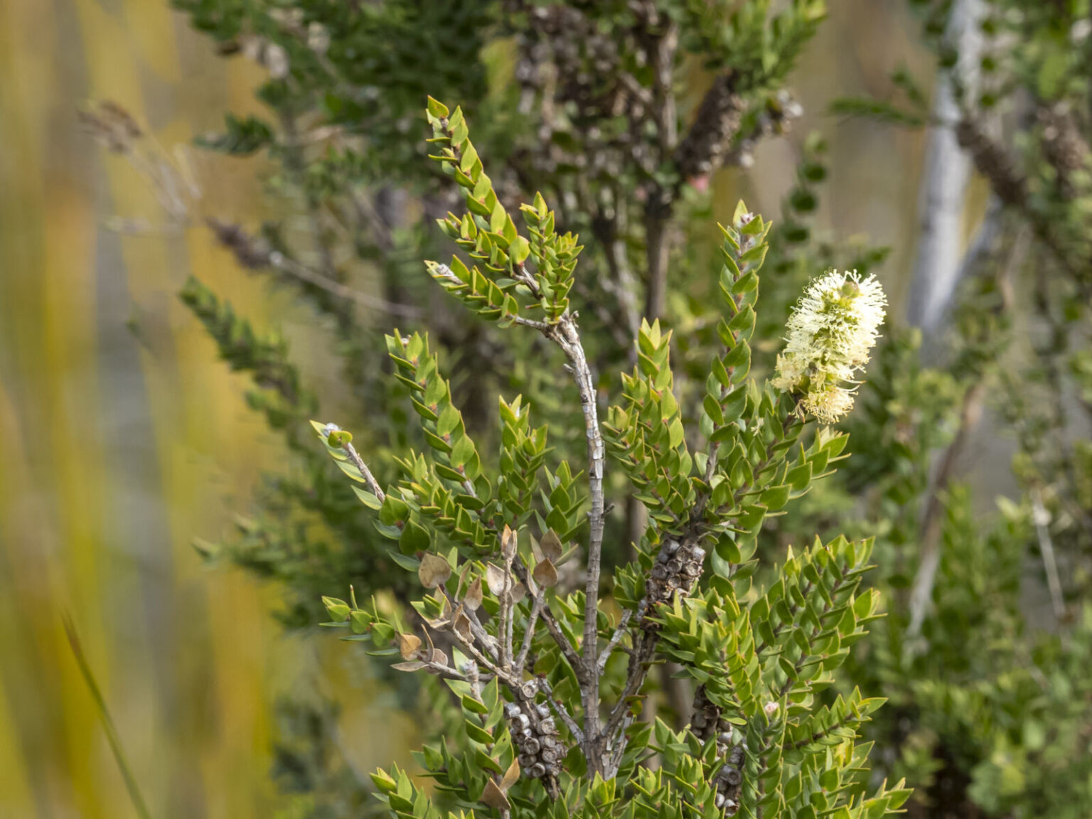 Mount Bushwalker Track – a must see on the south coast | Australian ...
