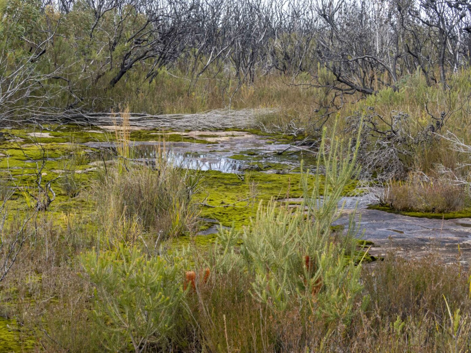 Mount Bushwalker Track – a must see on the south coast | Australian ...