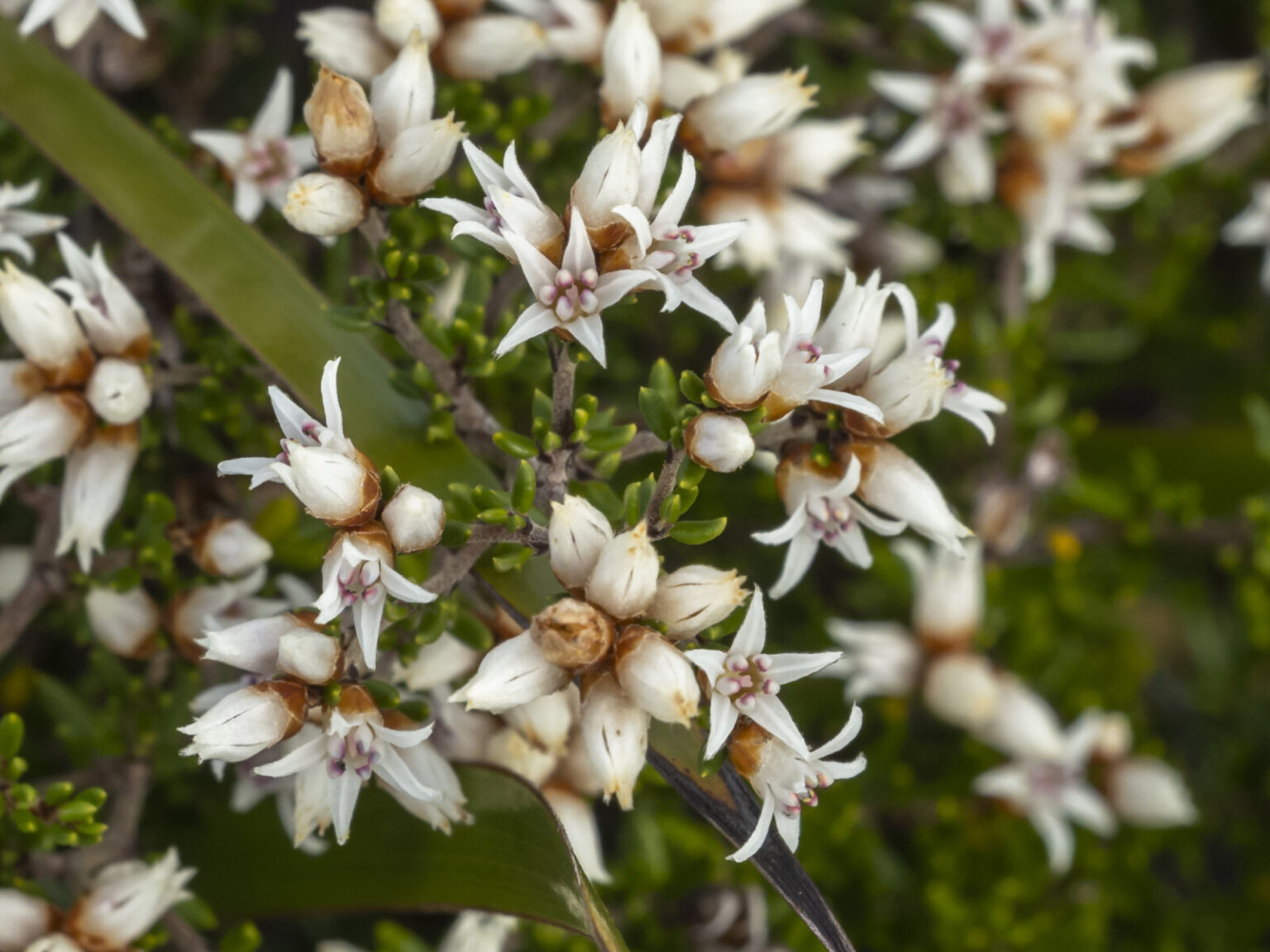 Mount Bushwalker Track – a must see on the south coast | Australian ...