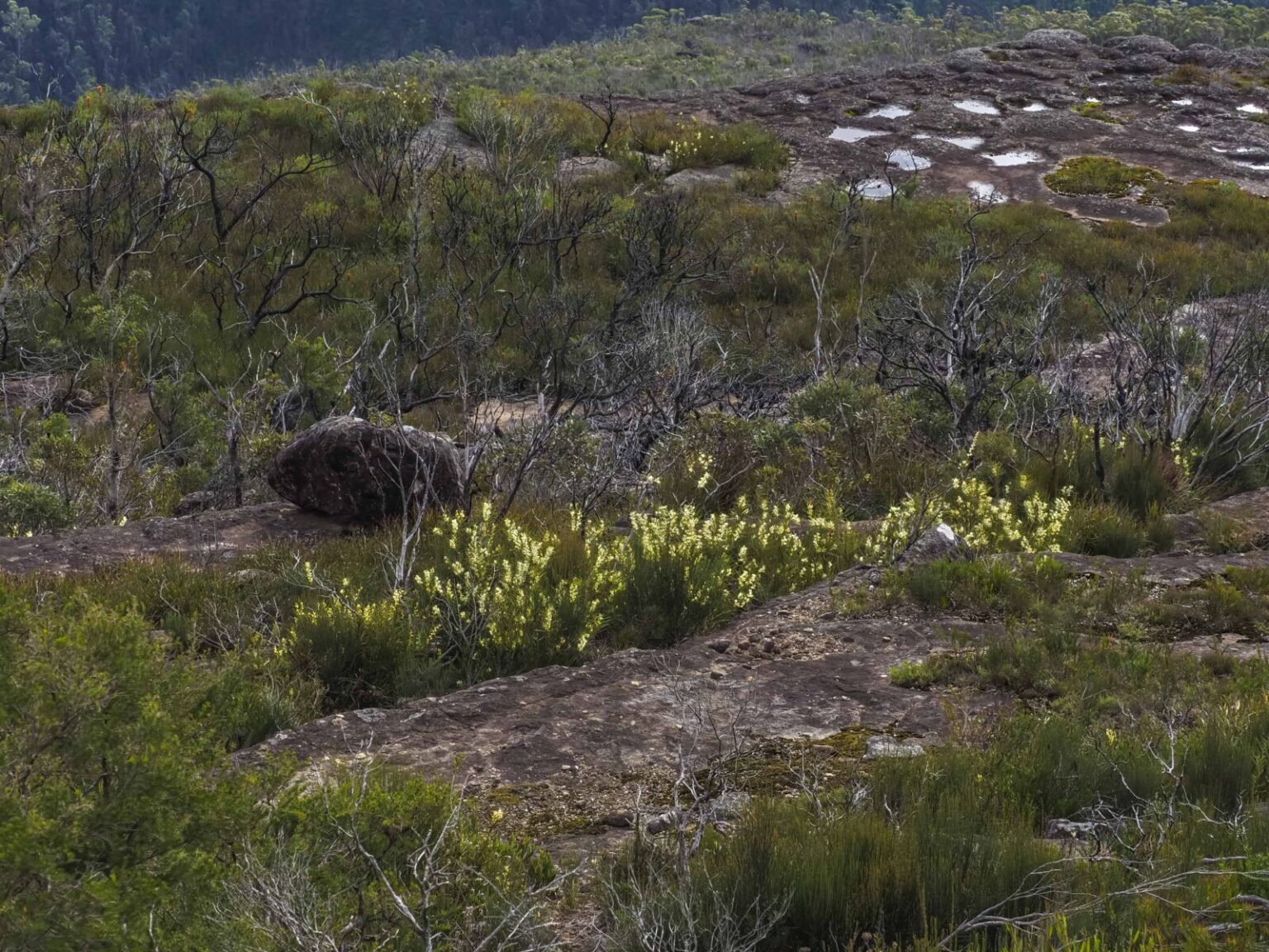 Mount Bushwalker Track – a must see on the south coast | Australian ...
