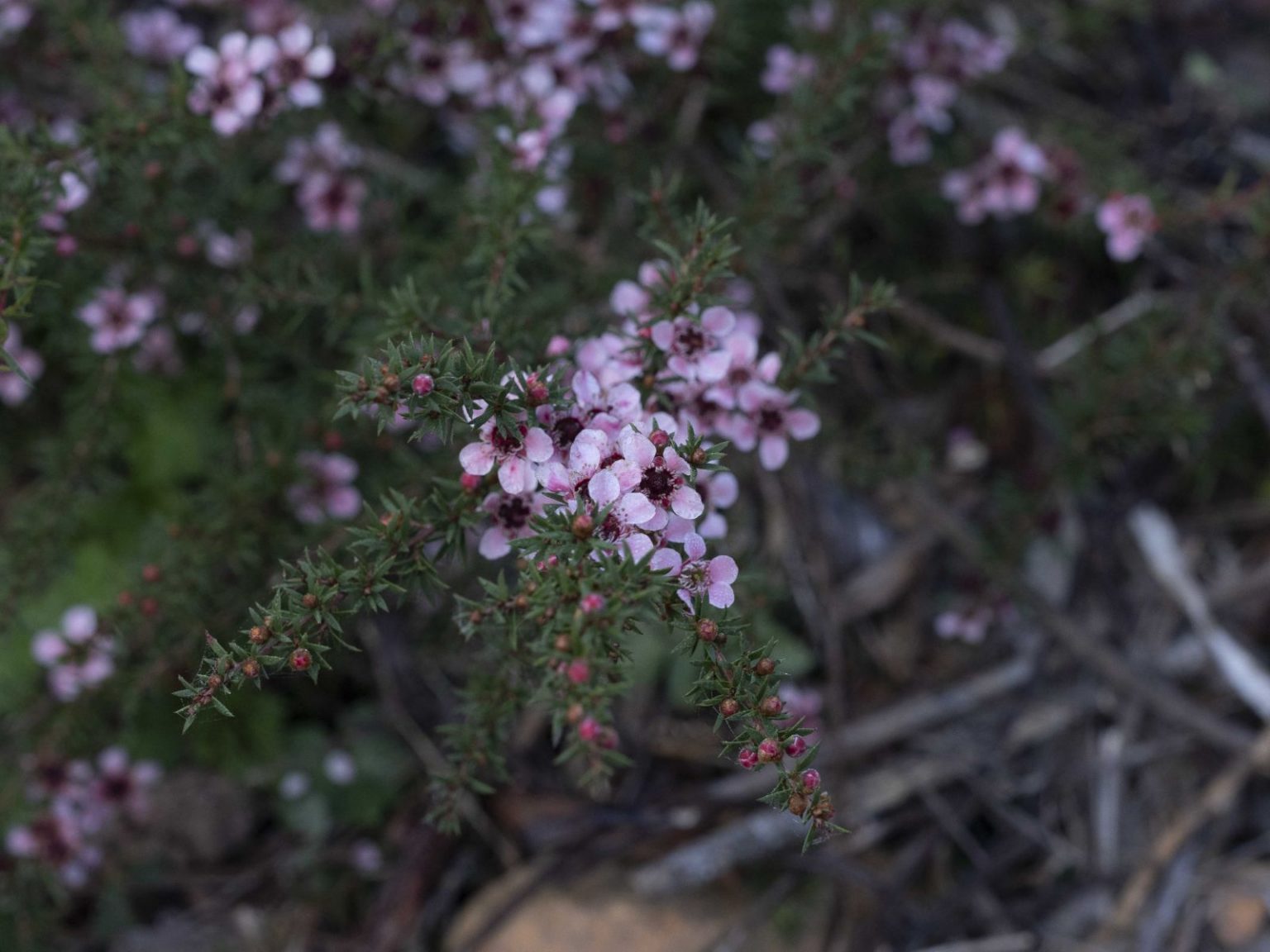 Leptospermum ‘Pink Cascade’ | Australian Plants Society