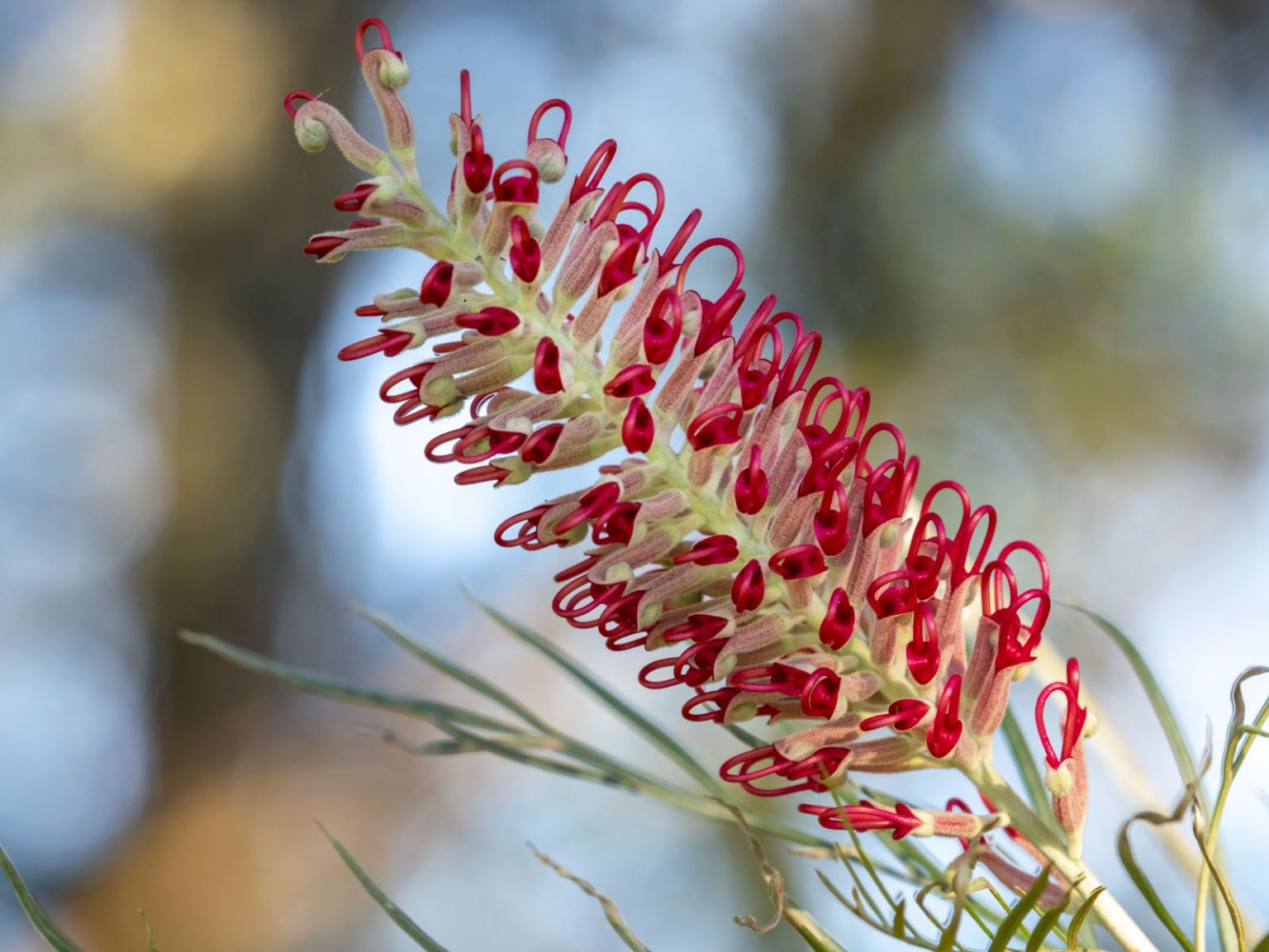 Buying native plants and seeds | Australian Plants Society