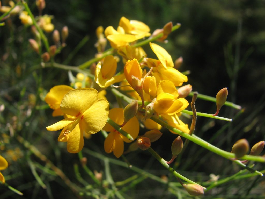 Jacksonia scoparia | Australian Plants Society