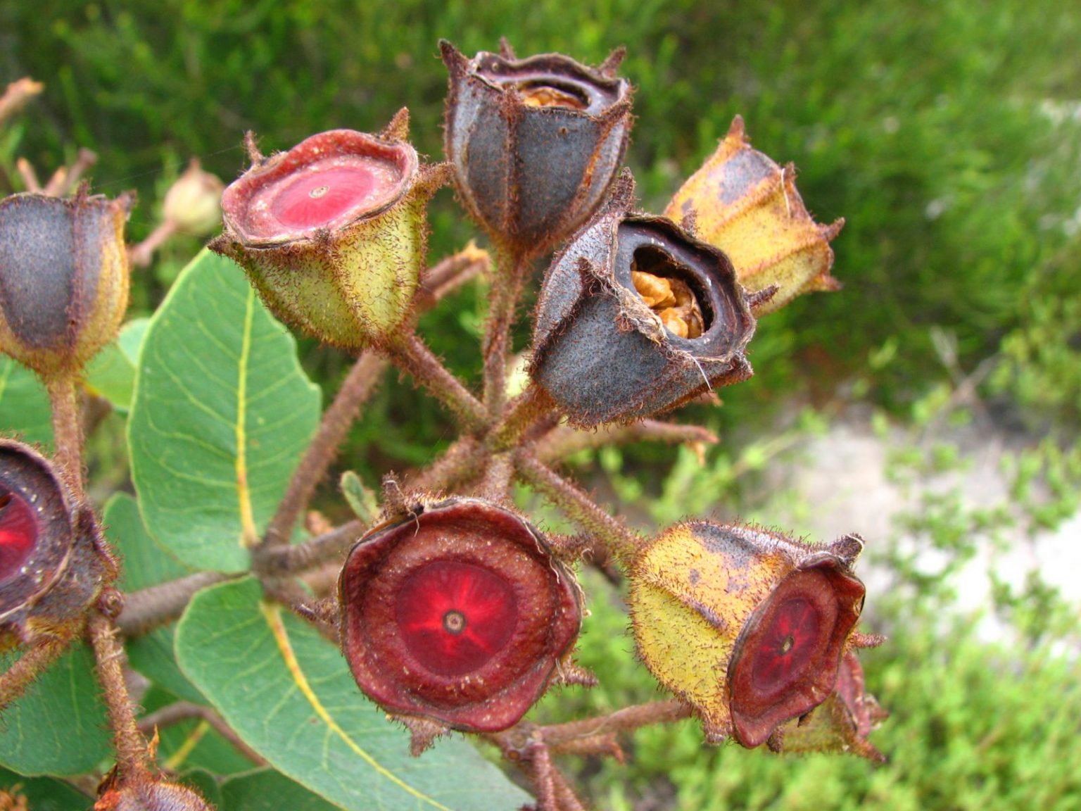 Angophora hispida | Australian Plants Society