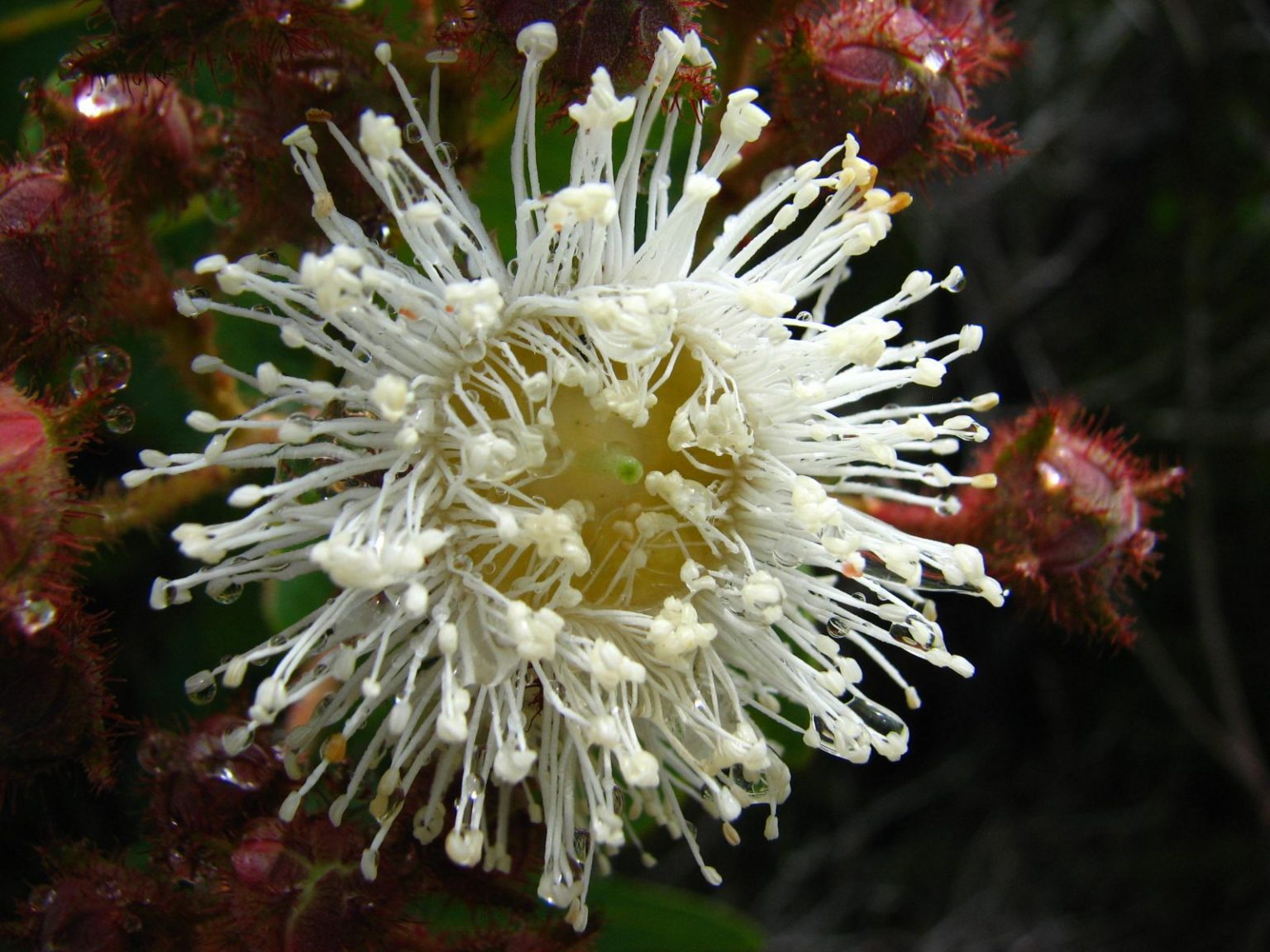 Angophora hispida | Australian Plants Society