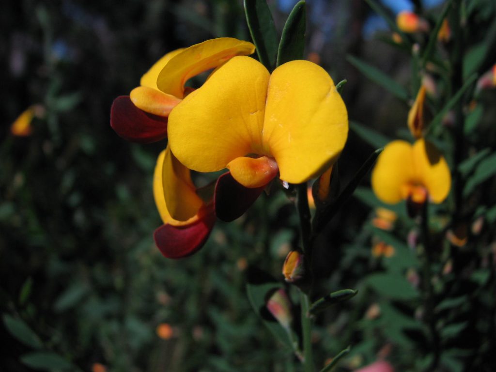 Bossiaea heterophylla | Australian Plants Society