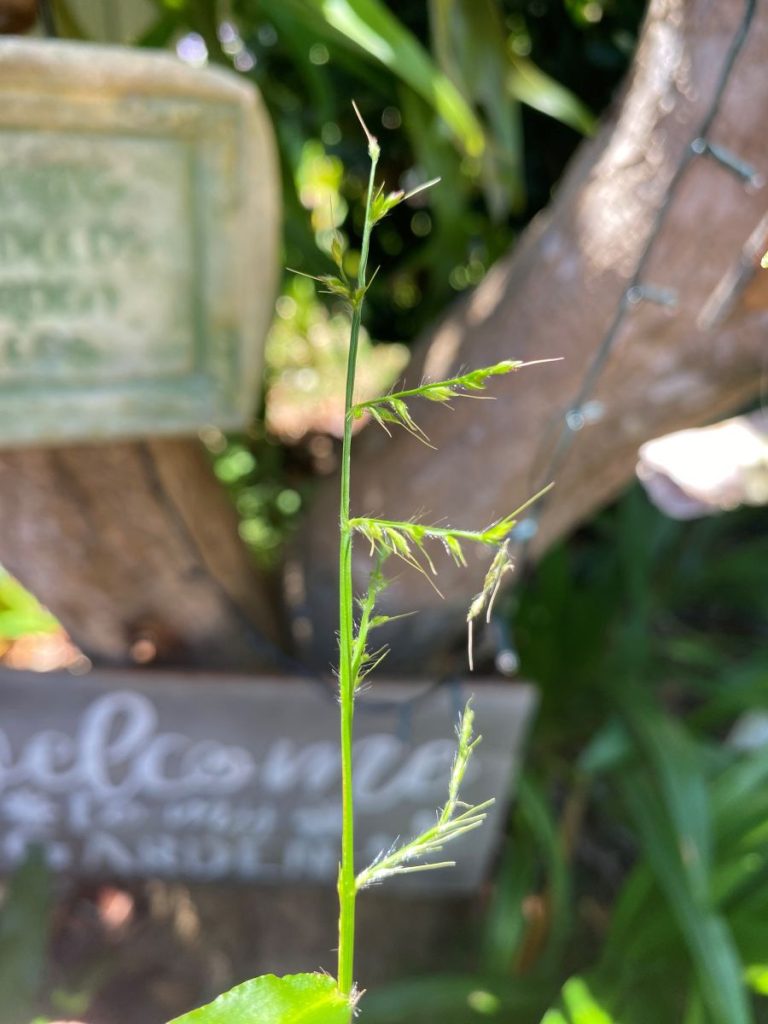 7 Oplismenus aemulus | Australian Plants Society