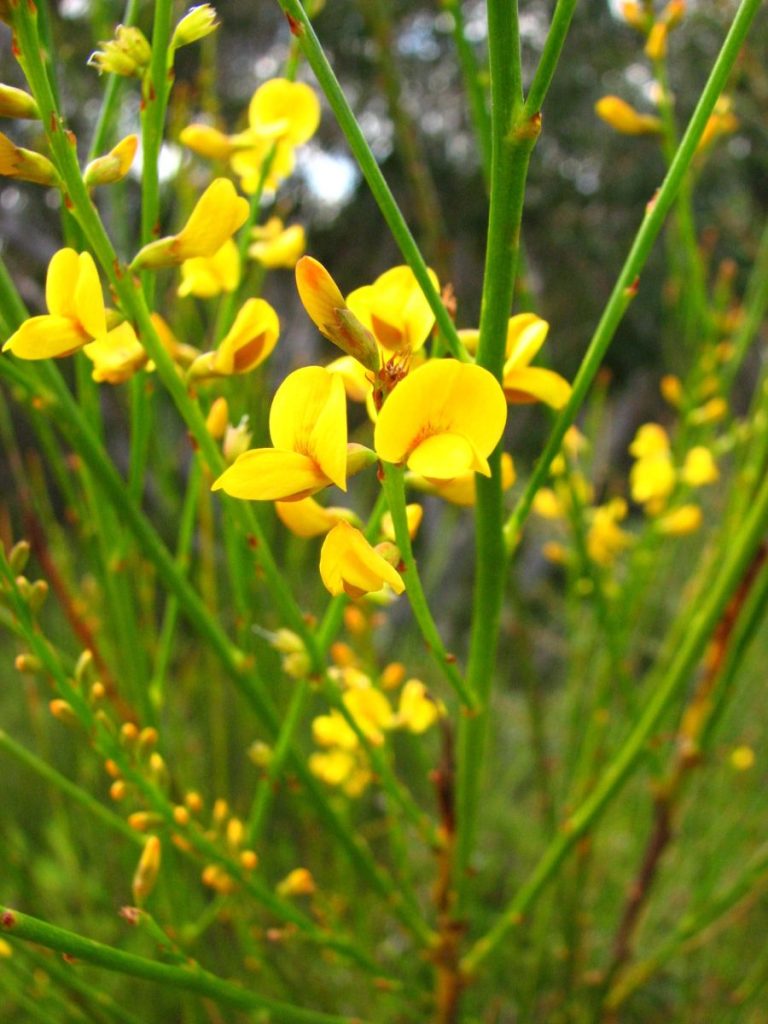 Viminaria juncea | Australian Plants Society