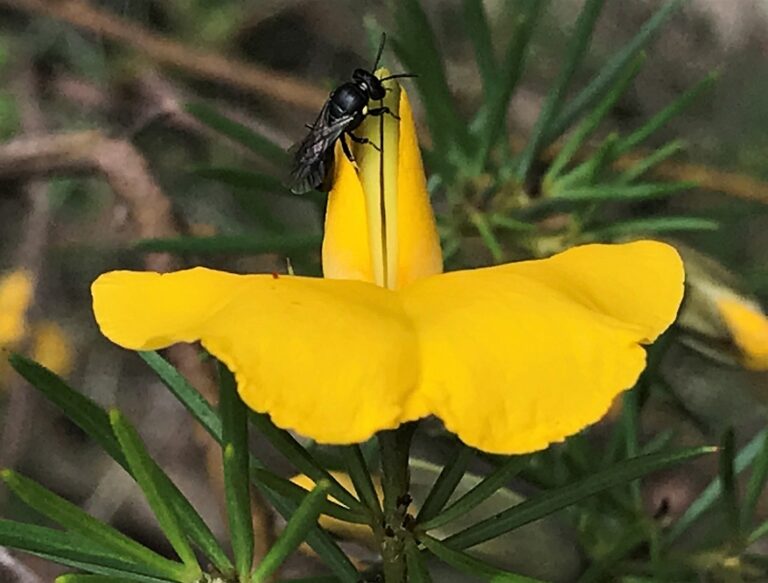 Pea flowers of the Georges River National Park | Australian Plants Society