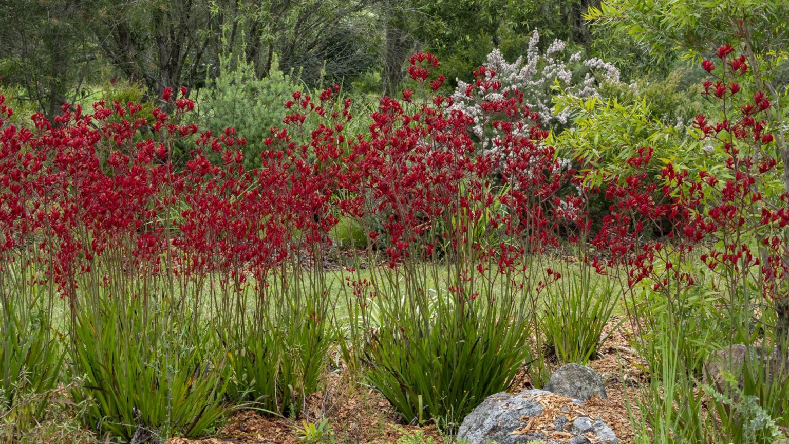 Gardening with native plants | Australian Plants Society