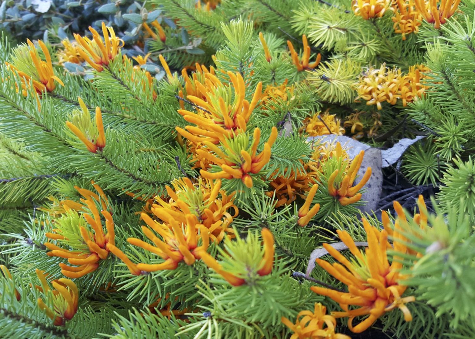 A high country native garden at Cloudy Hill | Australian Plants Society