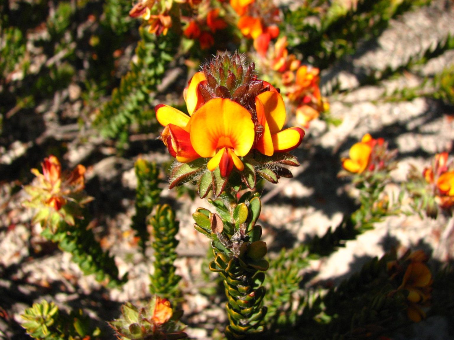Pultenaea tuberculata | Australian Plants Society