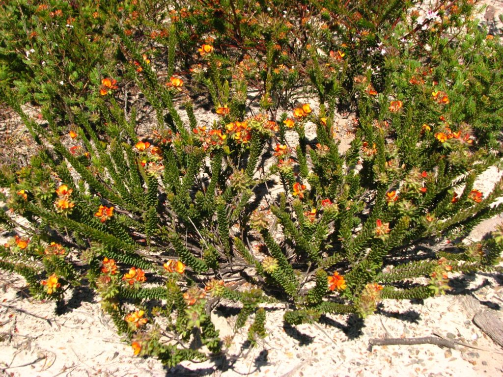 Pultenaea tuberculata | Australian Plants Society