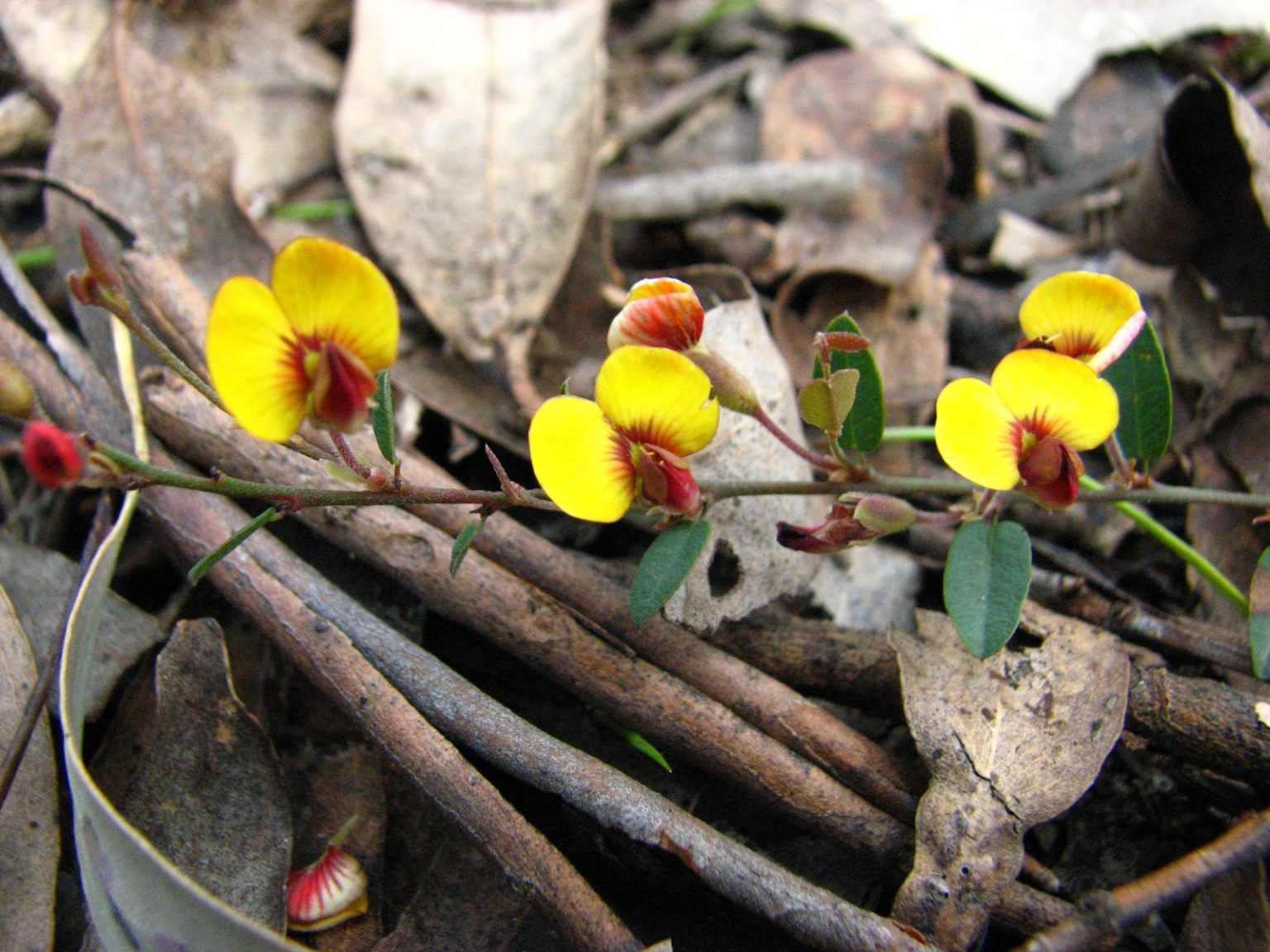 Bossiaea prostrata | Australian Plants Society