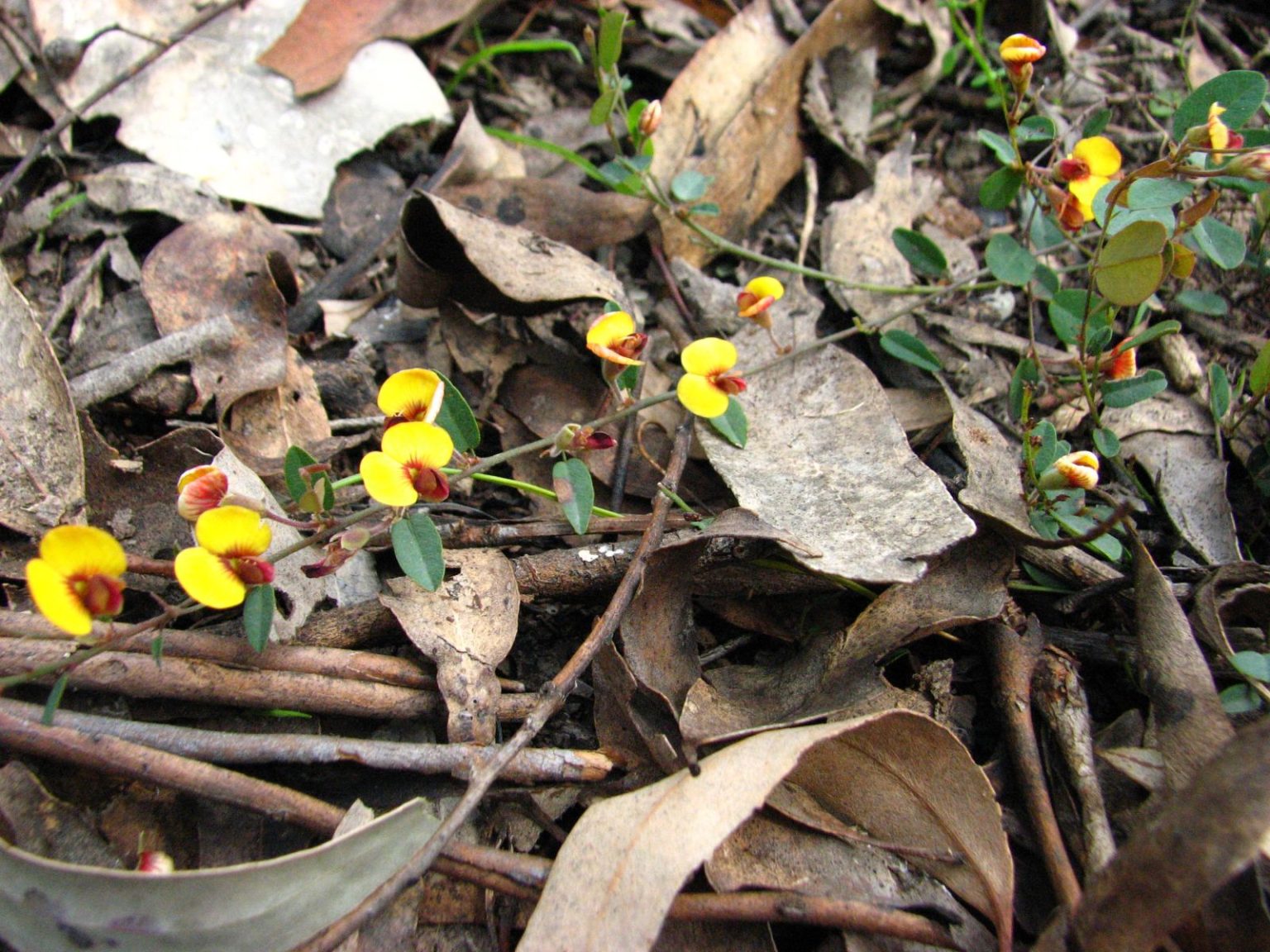 Bossiaea prostrata | Australian Plants Society