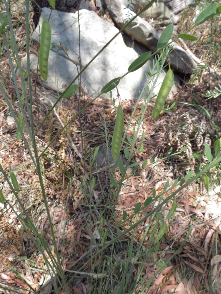 Bossiaea heterophylla | Australian Plants Society