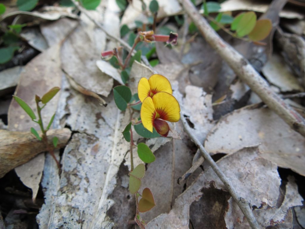 Bossiaea prostrata | Australian Plants Society