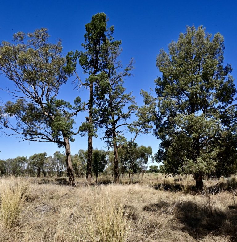 Innovative farming techniques – Bruce and Roz Maynard | Australian ...