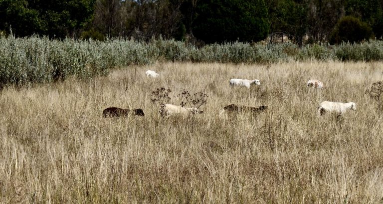 Innovative farming techniques – Bruce and Roz Maynard | Australian ...