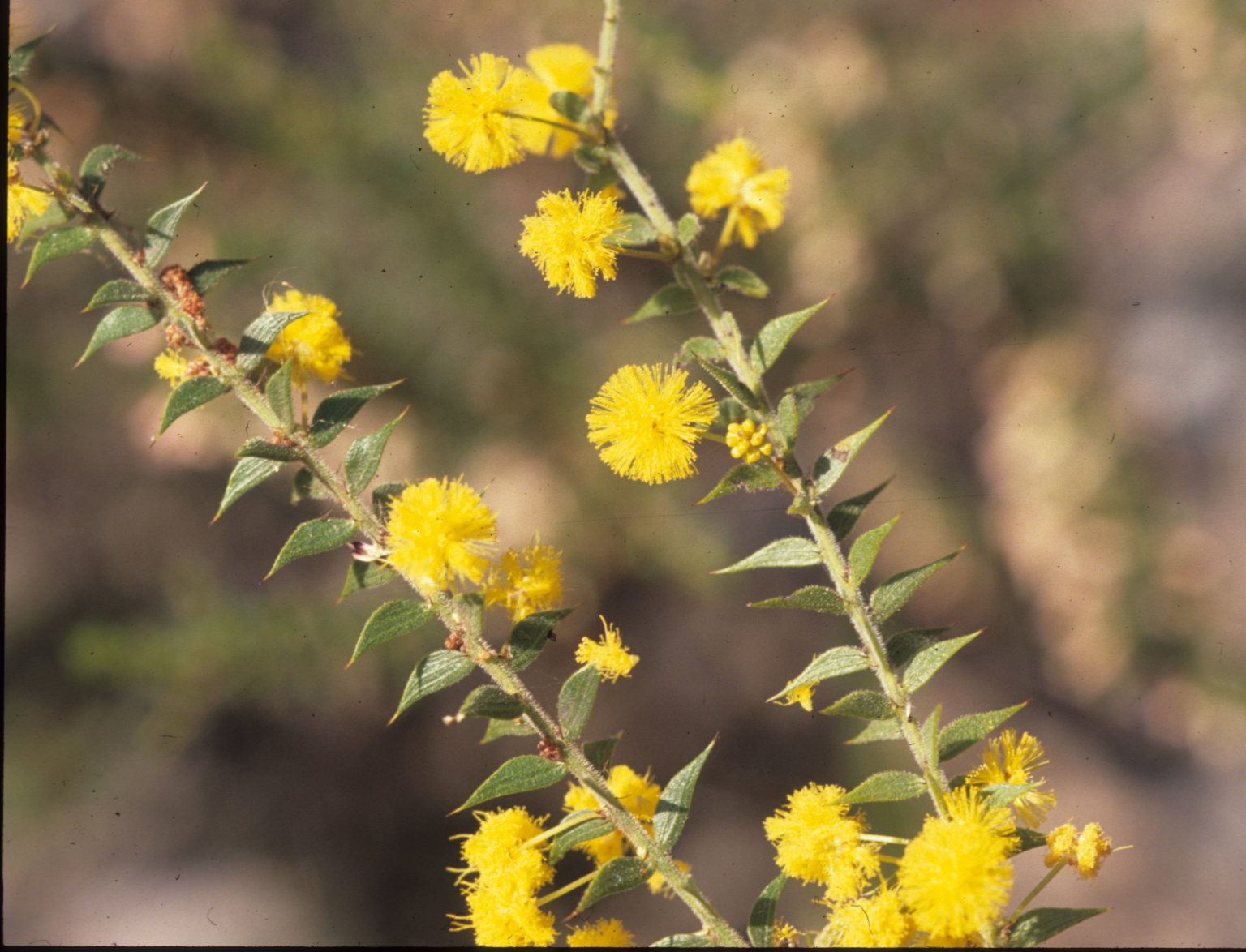Acacia amblygona | Australian Plants Society