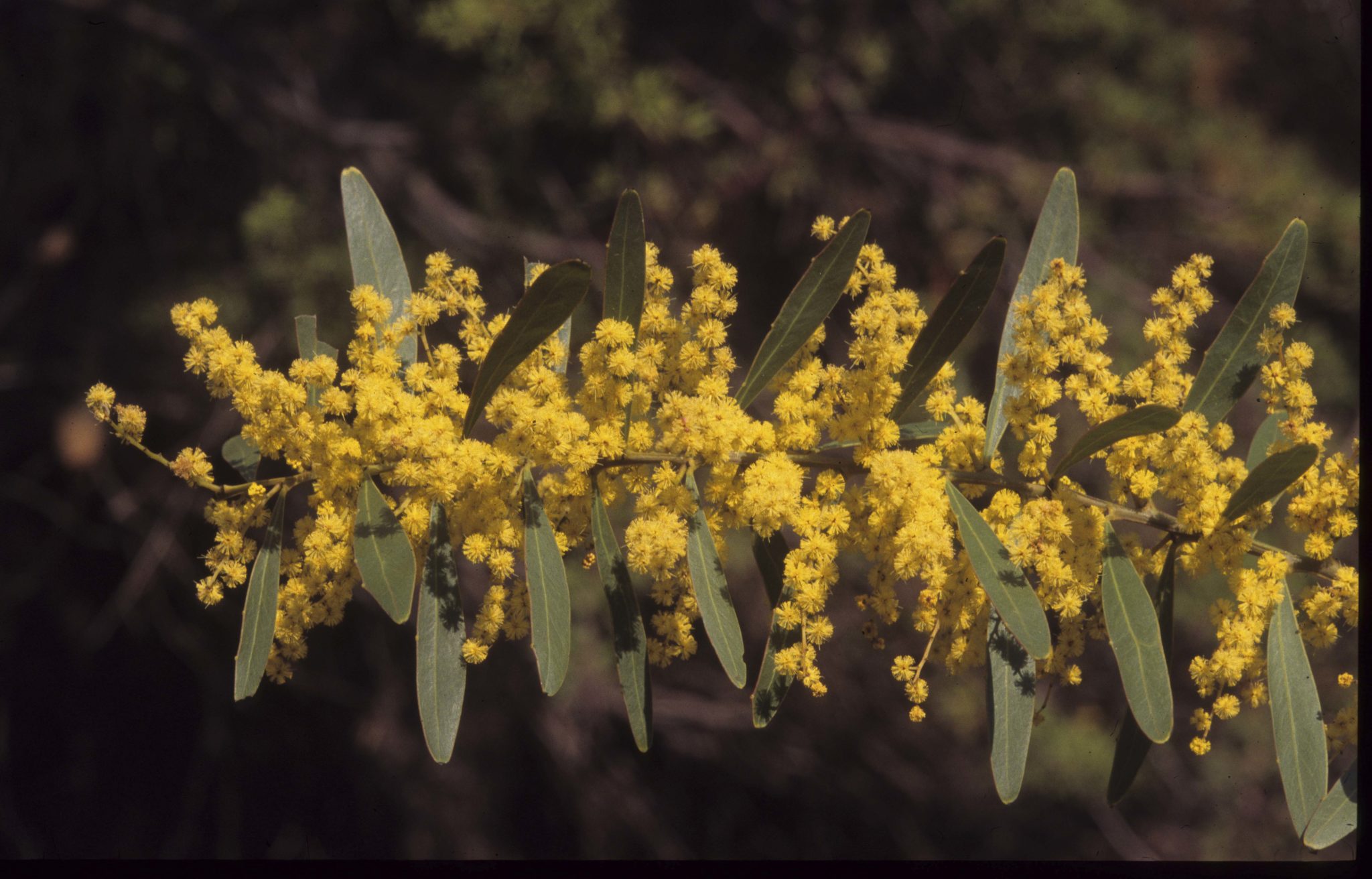Acacia amoena | Australian Plants Society