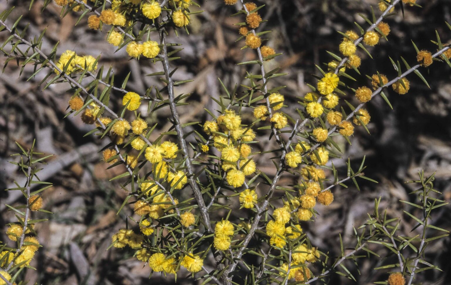 Shrubs over 1 m | Australian Plants Society