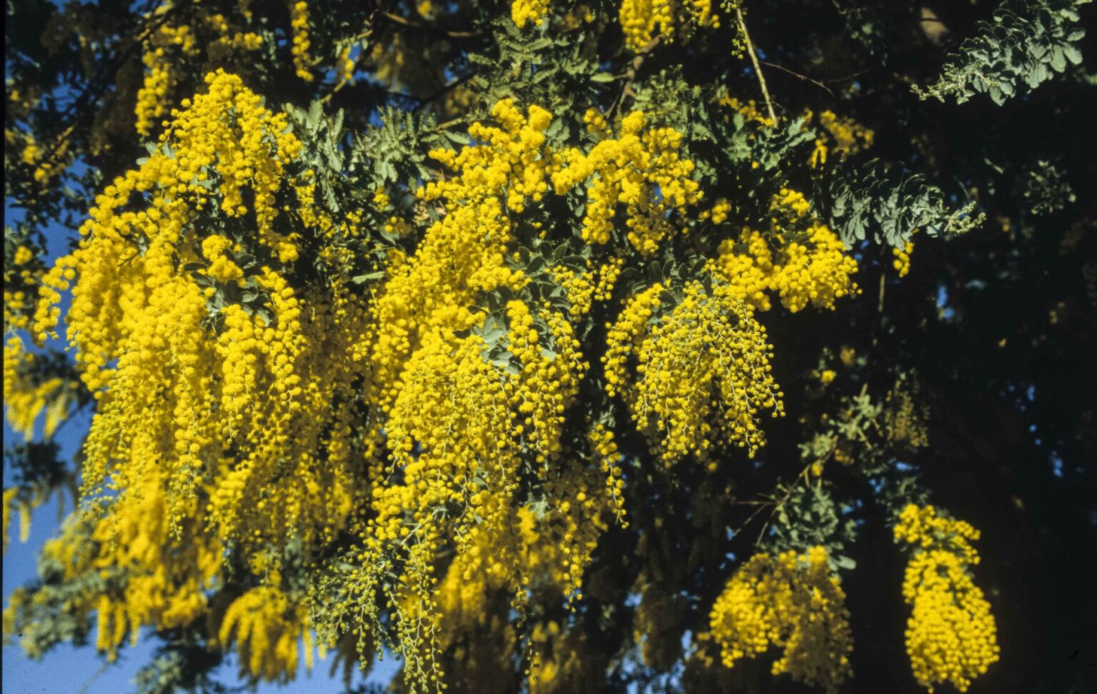 Acacia baileyana | Australian Plants Society