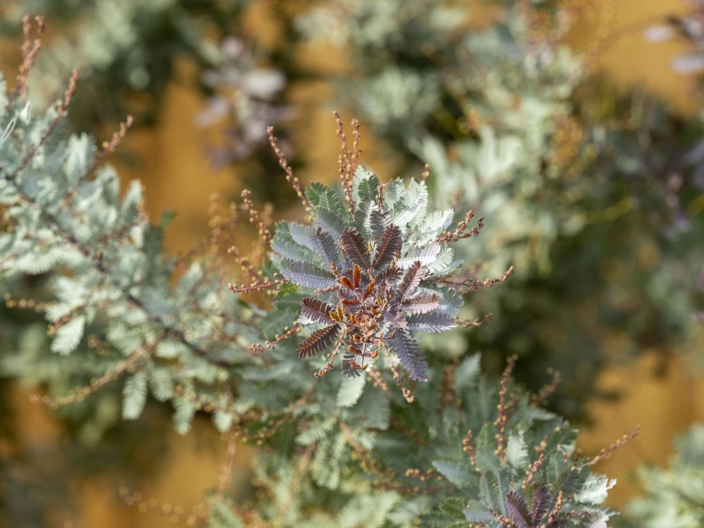 Acacia baileyana | Australian Plants Society
